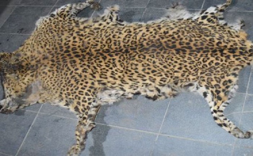 चितुवाको छालासहित दुई जना पक्राउ - Everest eTV